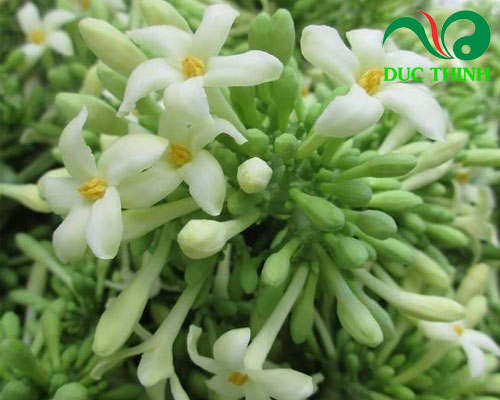 Cây hoa dừa cạn chữa bệnh gì? - Thảo Dược Đức Thịnh